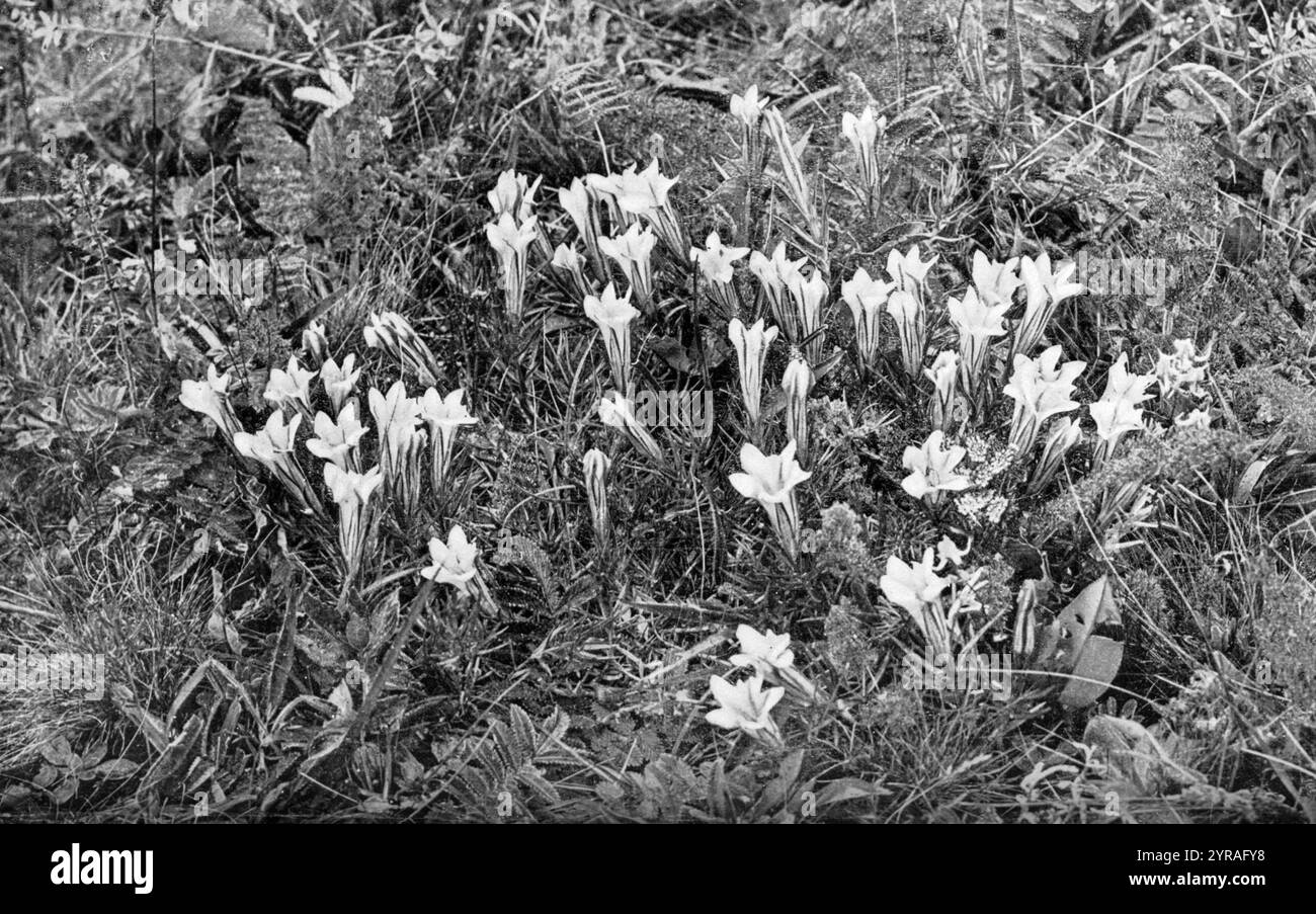 The first photograph of the first clump of Gentiana Sino-ornata seen by ...
