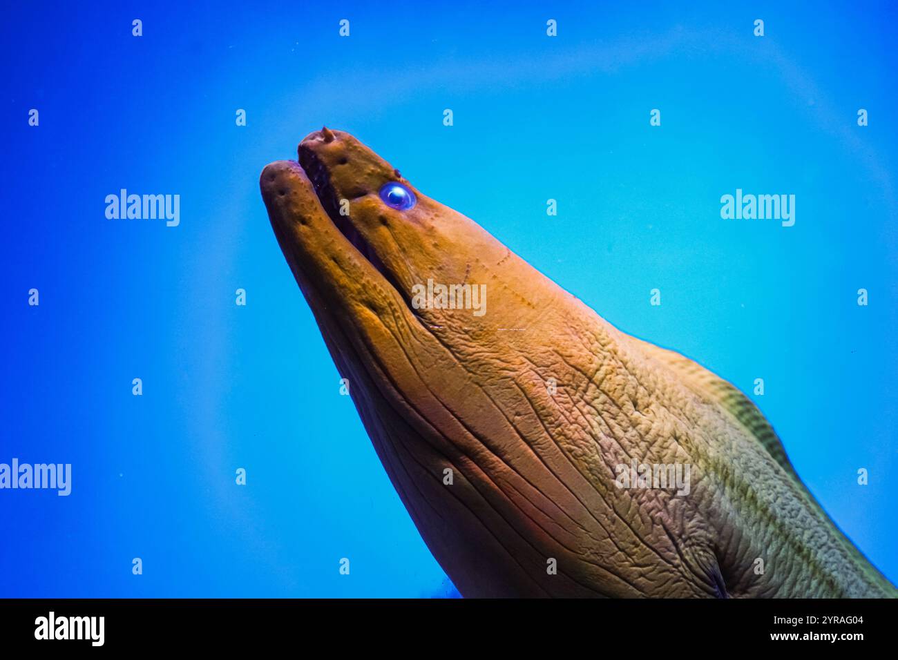 A moray eel peers into the blue, its detailed texture and vivid ...