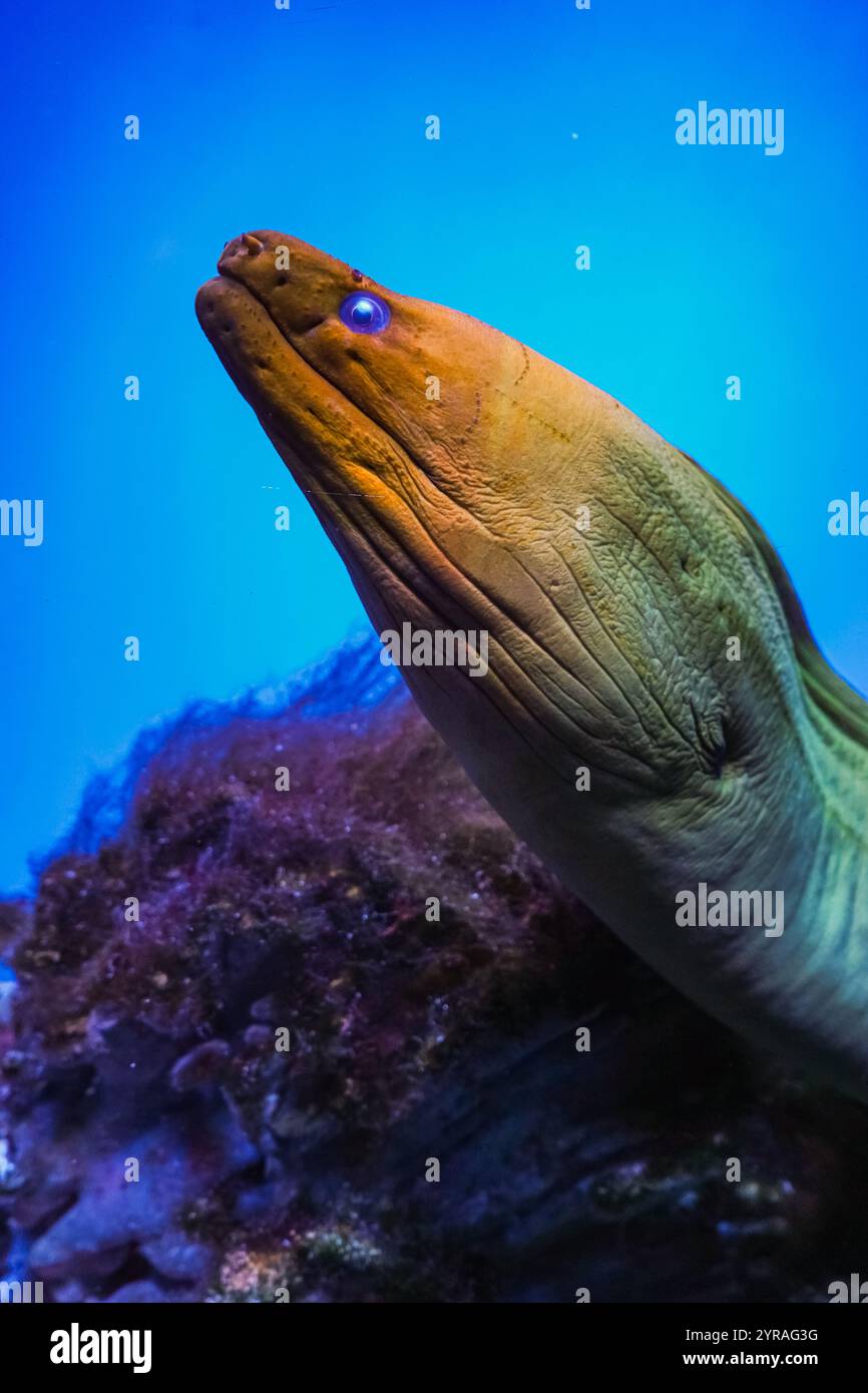 A moray eel glides gracefully underwater, captured in dramatic close-up ...