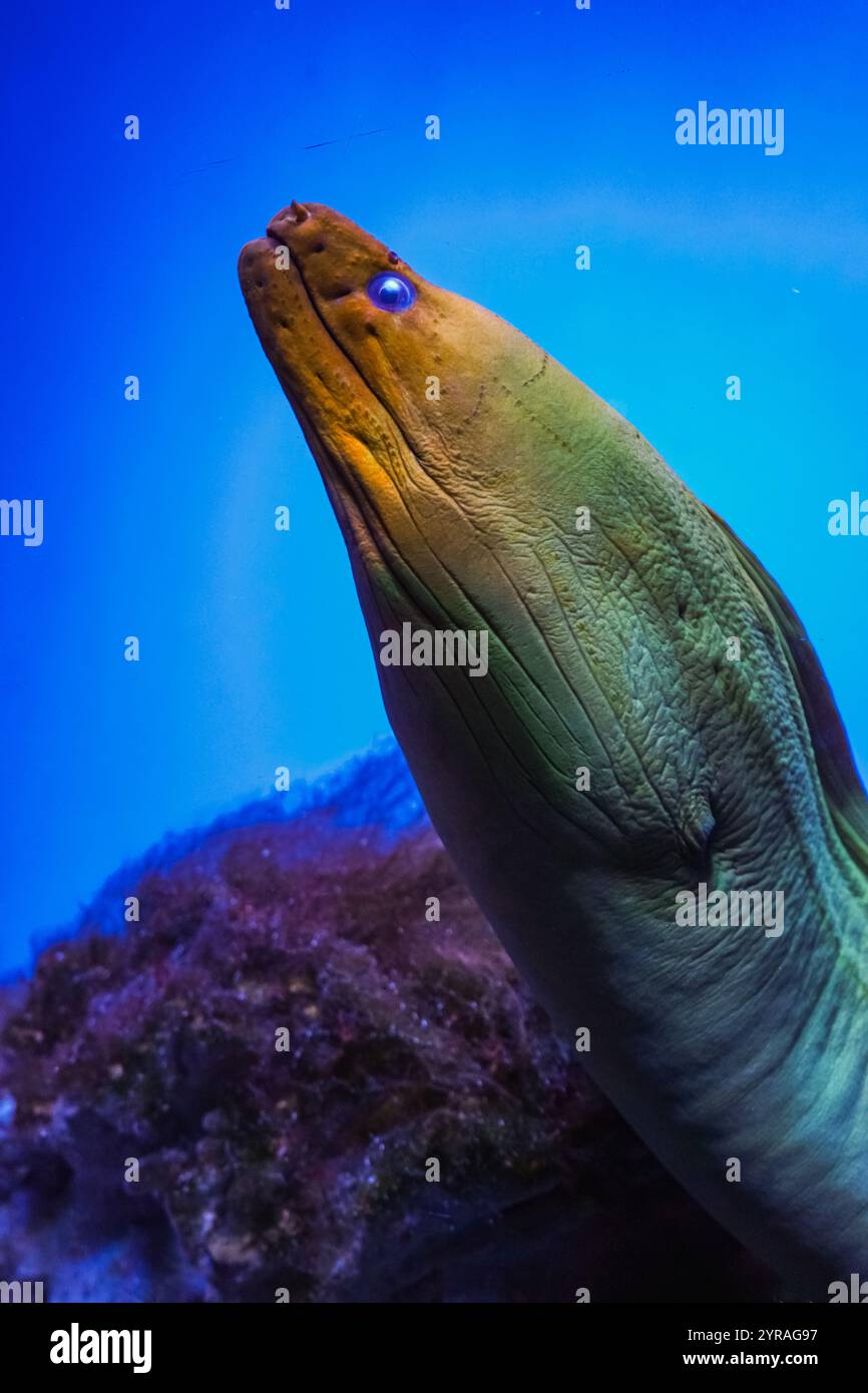 A moray eel glides gracefully underwater, captured in dramatic close-up ...