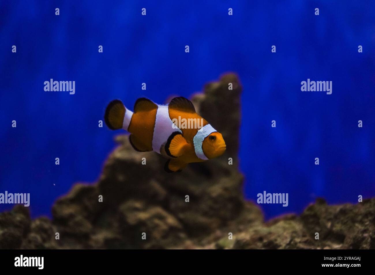 Beautiful clownfish ocellaris swims against the background of reefs in ...