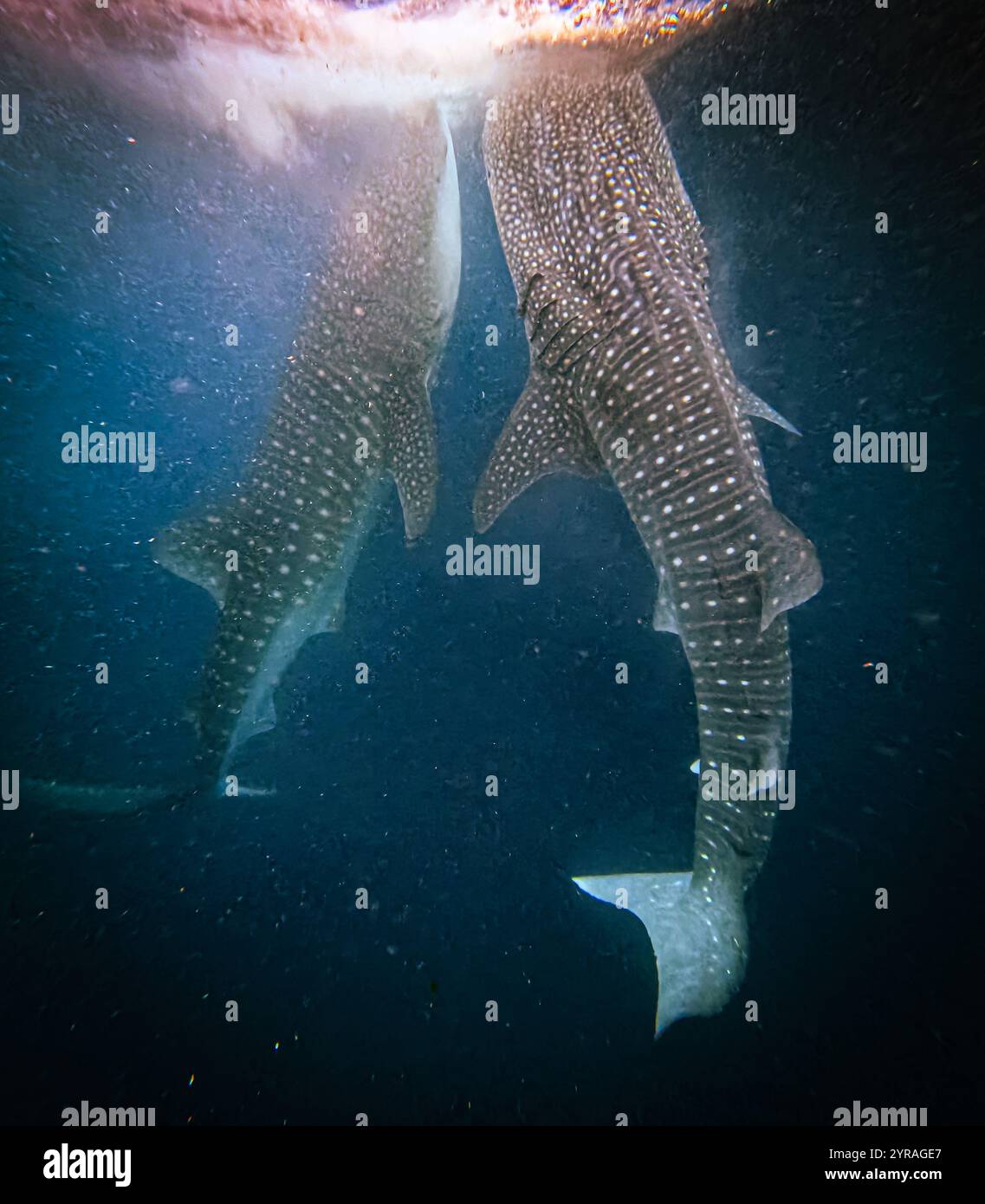 Lost whale hi-res stock photography and images - Alamy