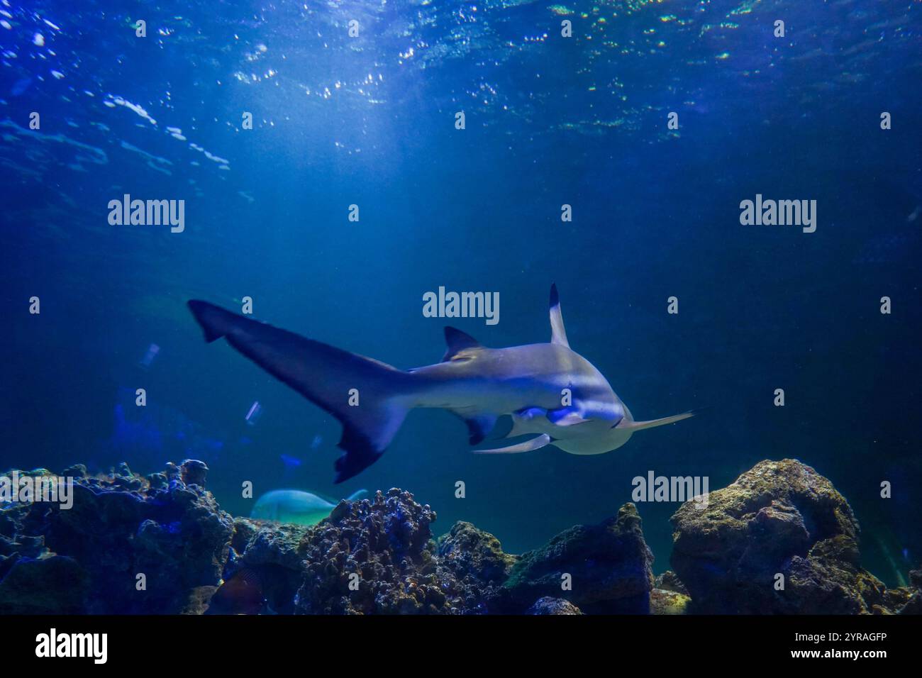 A true reflection of the peace and beauty of the ocean floor as a blacktip reef shark swims in a ...