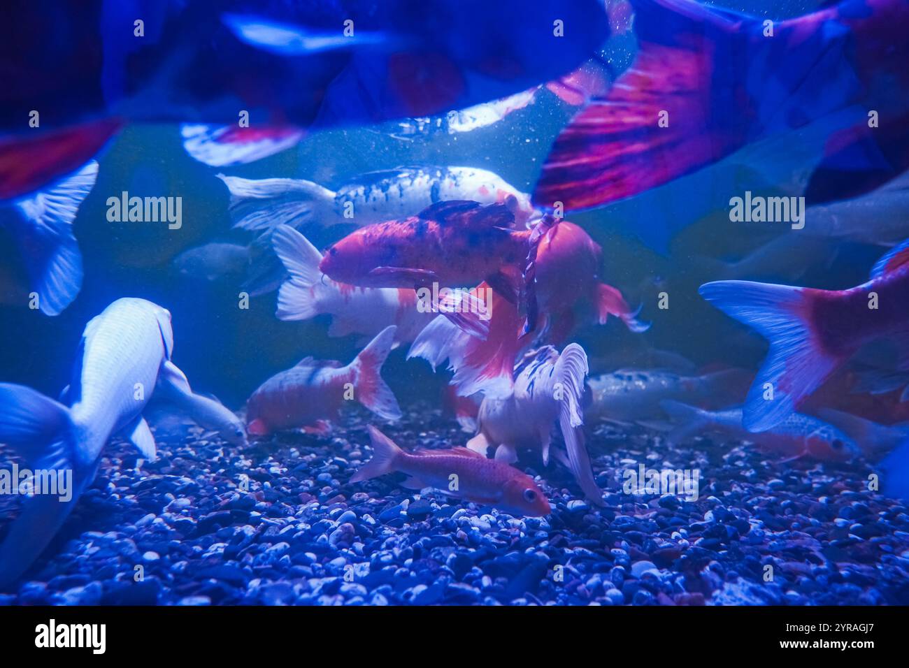 Aesthetic movements hi-res stock photography and images - Alamy