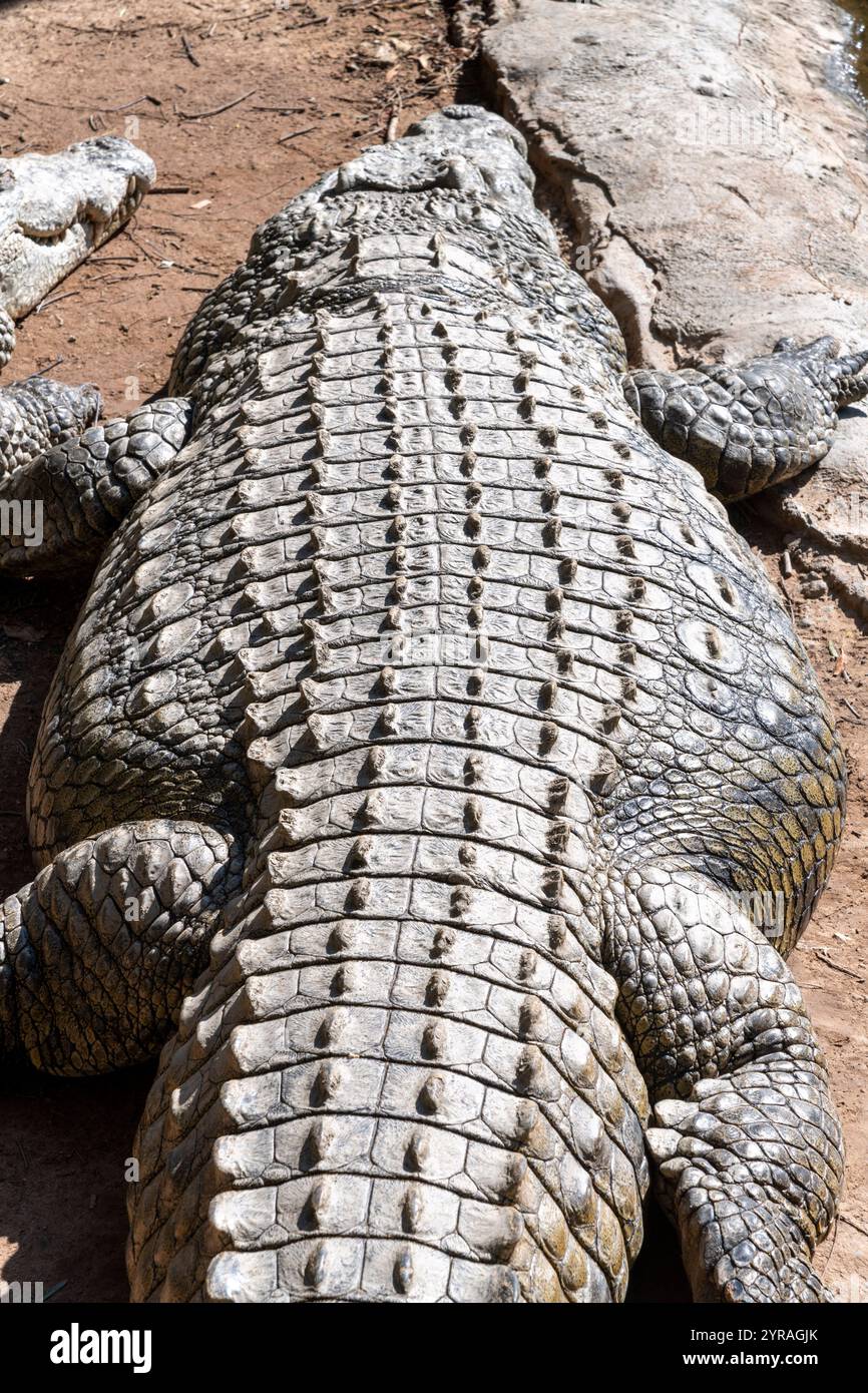 A close up of the scaly scutes on the protected back armor of a ...