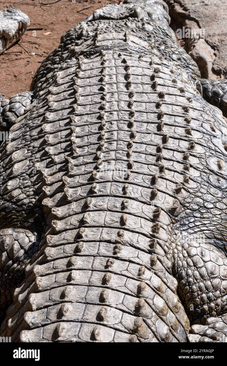 A close up of the scaly scutes on the protected back armor of a ...