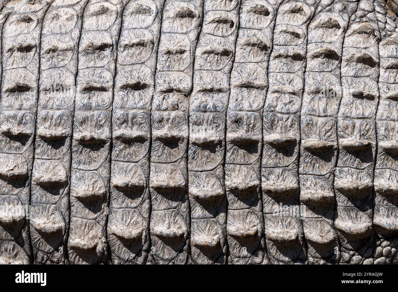 A close up of the scaly scutes on the protected back armor of a ...
