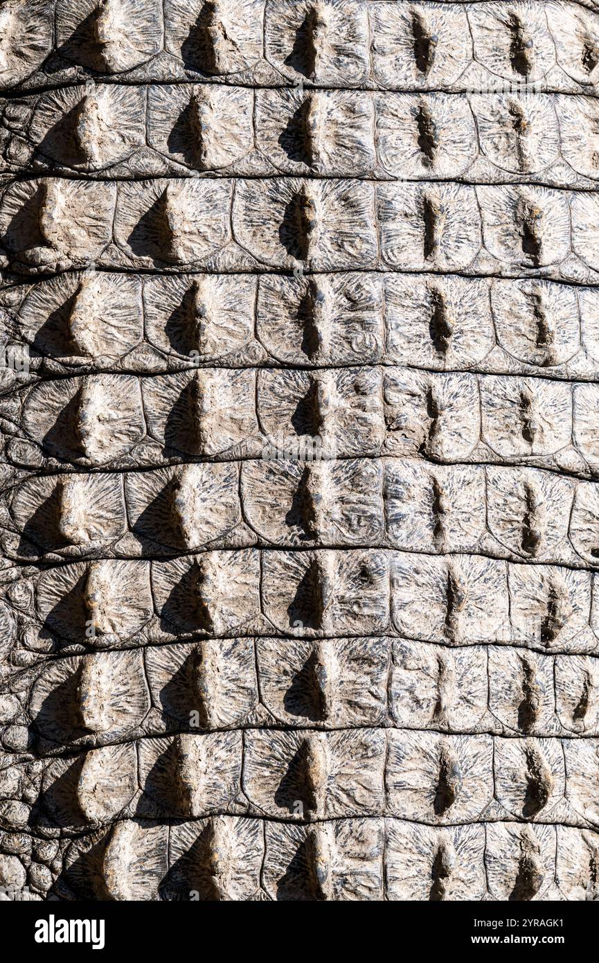 A close up of the scaly scutes on the protected back armor of a ...