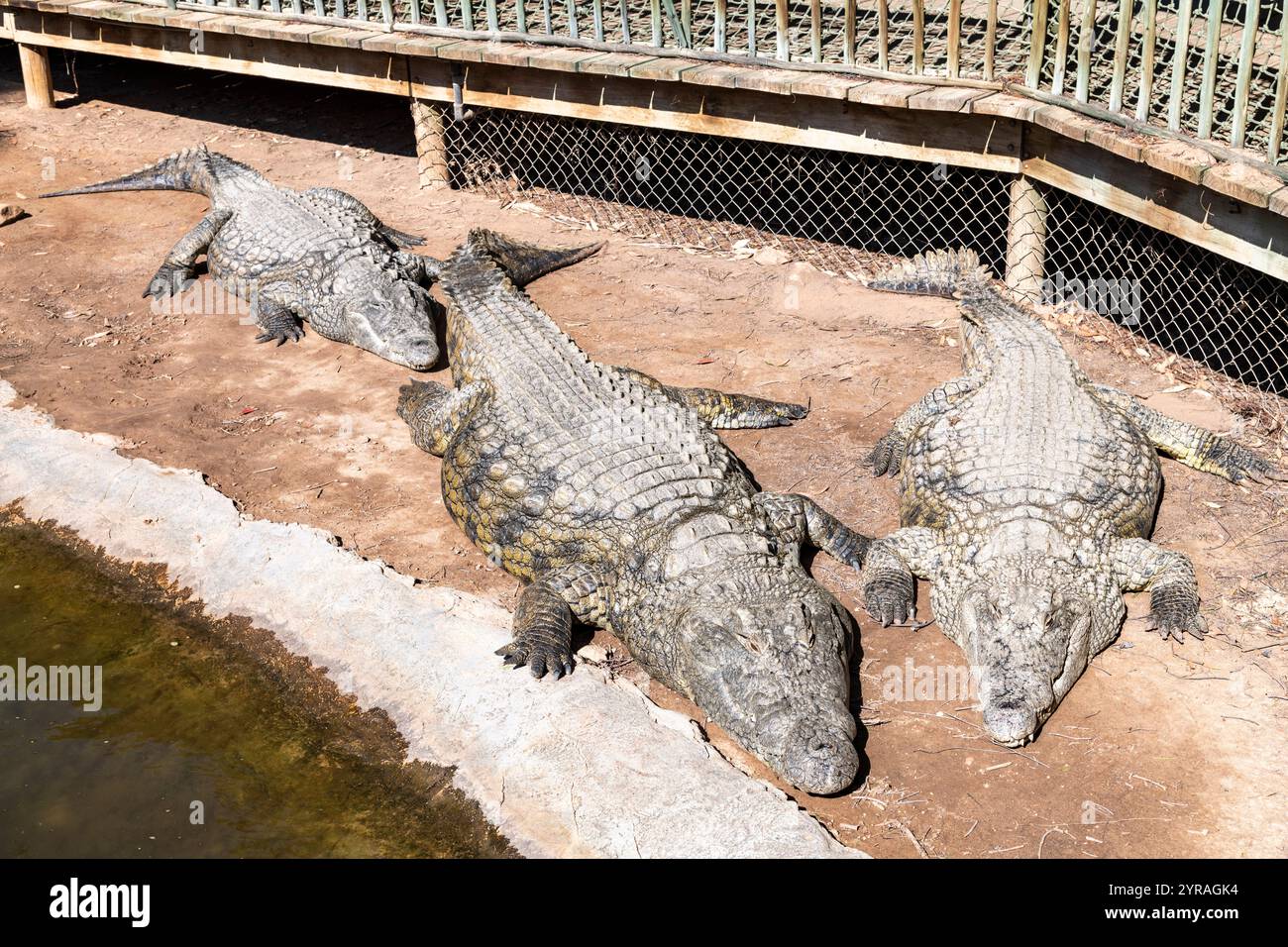 Crocodiles basking in the sun at Cango Wildlife Ranch in South Africa ...