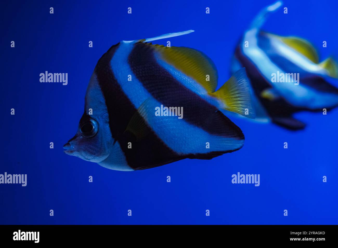 Black coral angel fish hi-res stock photography and images - Alamy