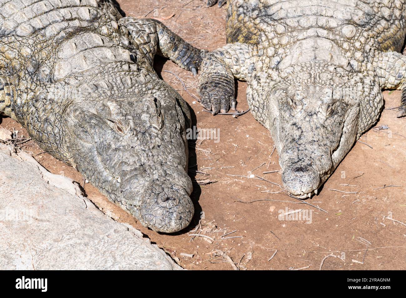 Crocodiles basking in the sun at Cango Wildlife Ranch in South Africa ...