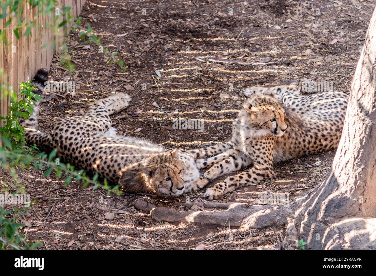 Two sibling cheetahs resting and relaxing in the shade at Cango ...