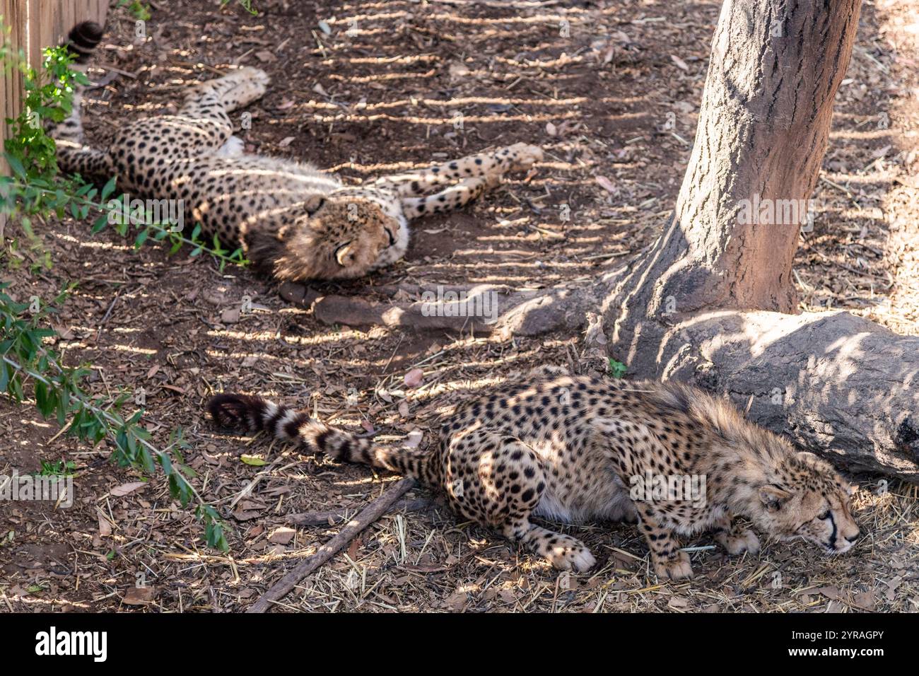 Two sibling cheetahs resting and relaxing in the shade at Cango ...