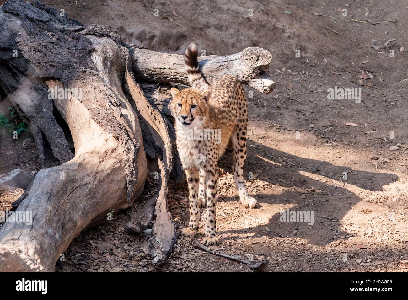 A solitary young juvenile cheetah at Cango Wildlife Ranch in South ...