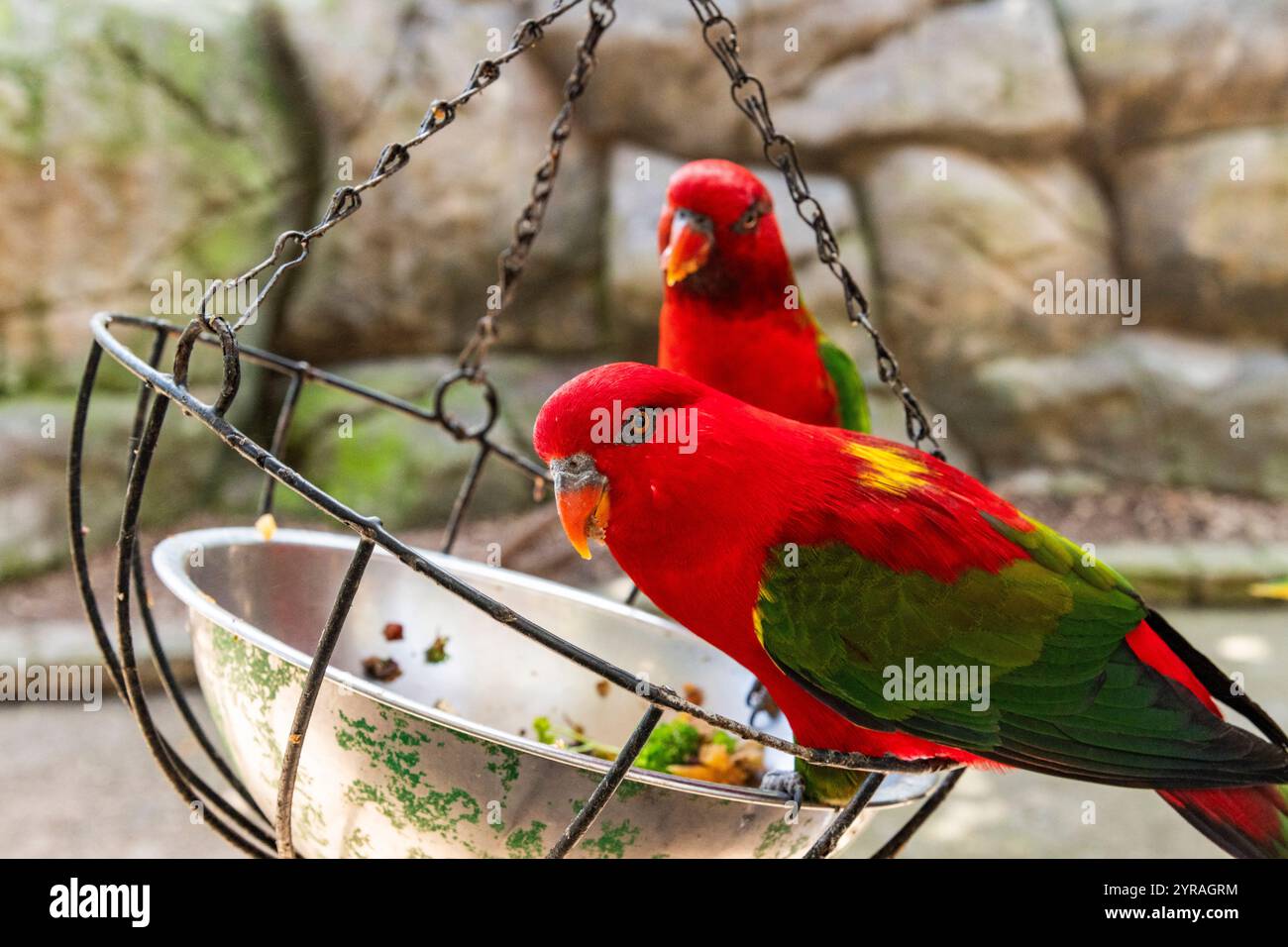 Parrots eating food from a bird feed at Cango Wildlife Ranch in ...