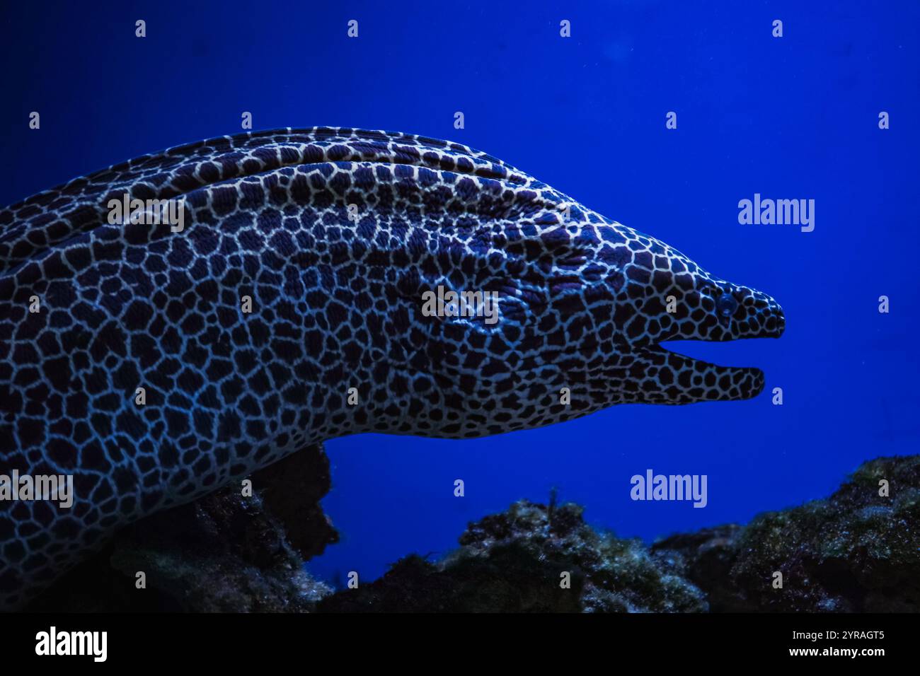 Stunning close-up of tropical coral reefs and leopard moray eel ...