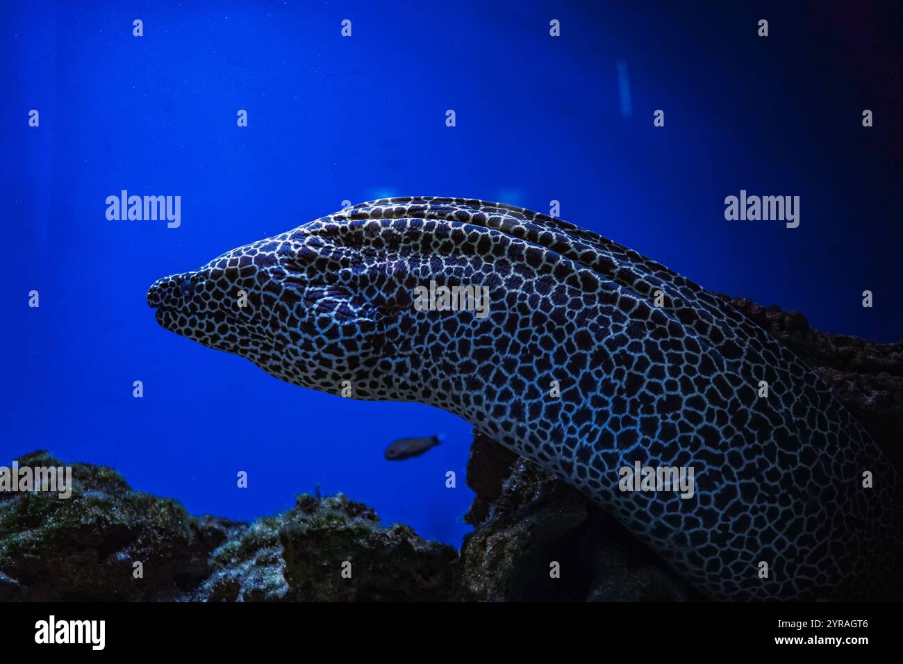Stunning close-up of tropical coral reefs and leopard moray eel ...