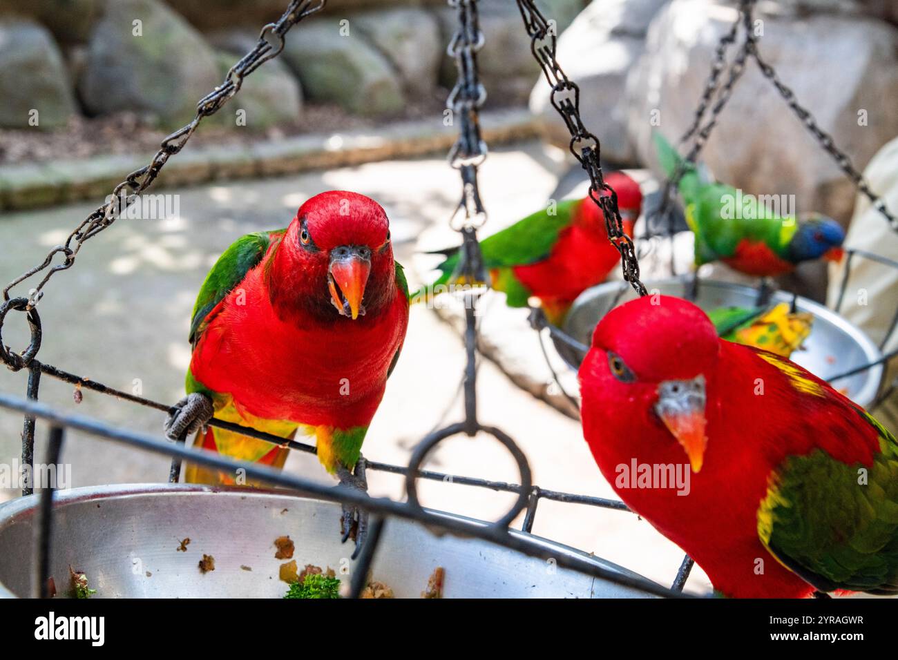 Parrots eating food from a bird feed at Cango Wildlife Ranch in ...