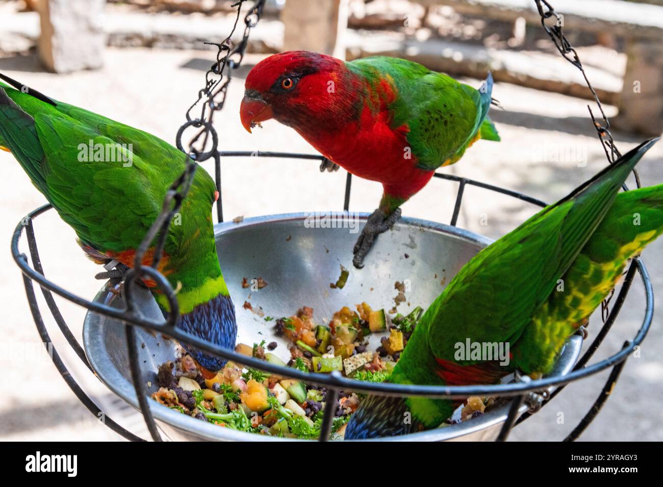 Parrots eating food from a bird feed at Cango Wildlife Ranch in ...