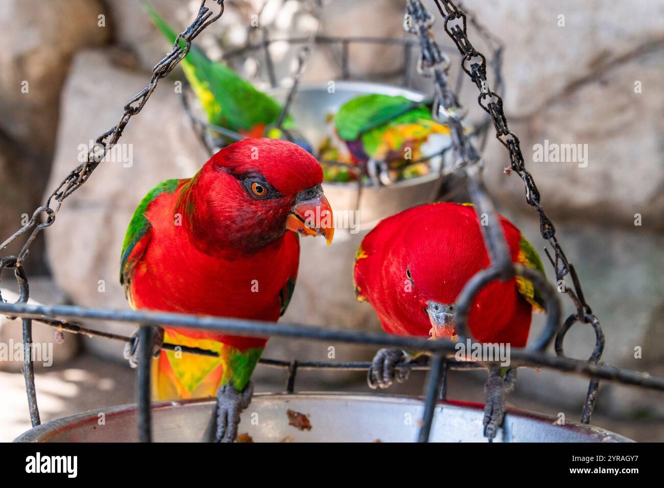 Parrots eating food from a bird feed at Cango Wildlife Ranch in ...