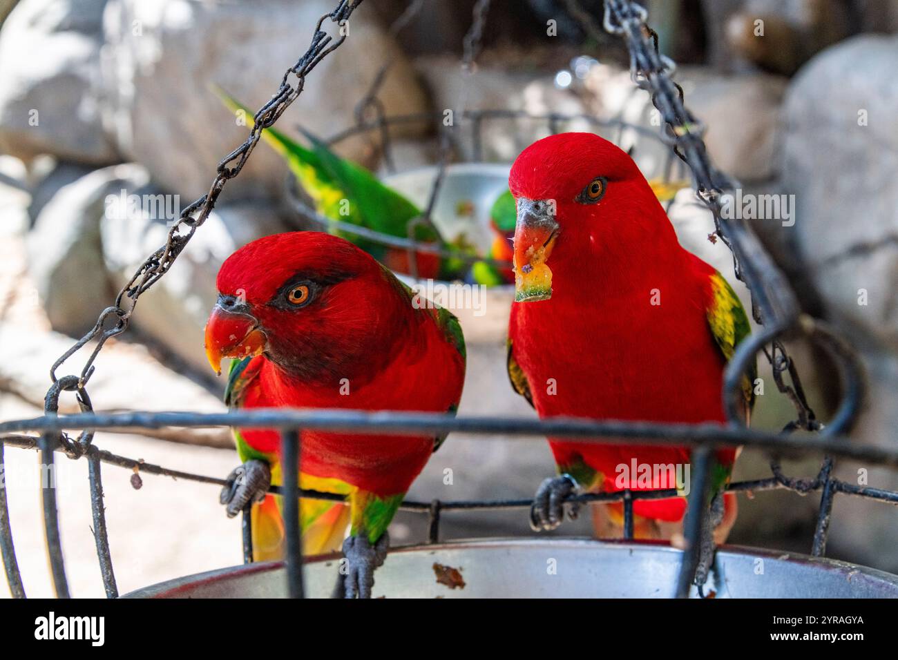 Parrots eating food from a bird feed at Cango Wildlife Ranch in ...