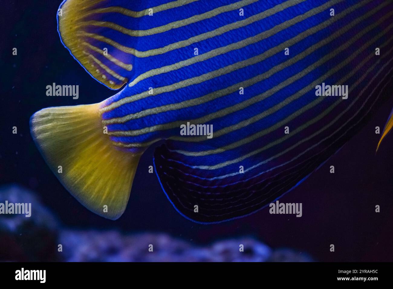 The bright yellow and blue striped fish floats in clean water ...