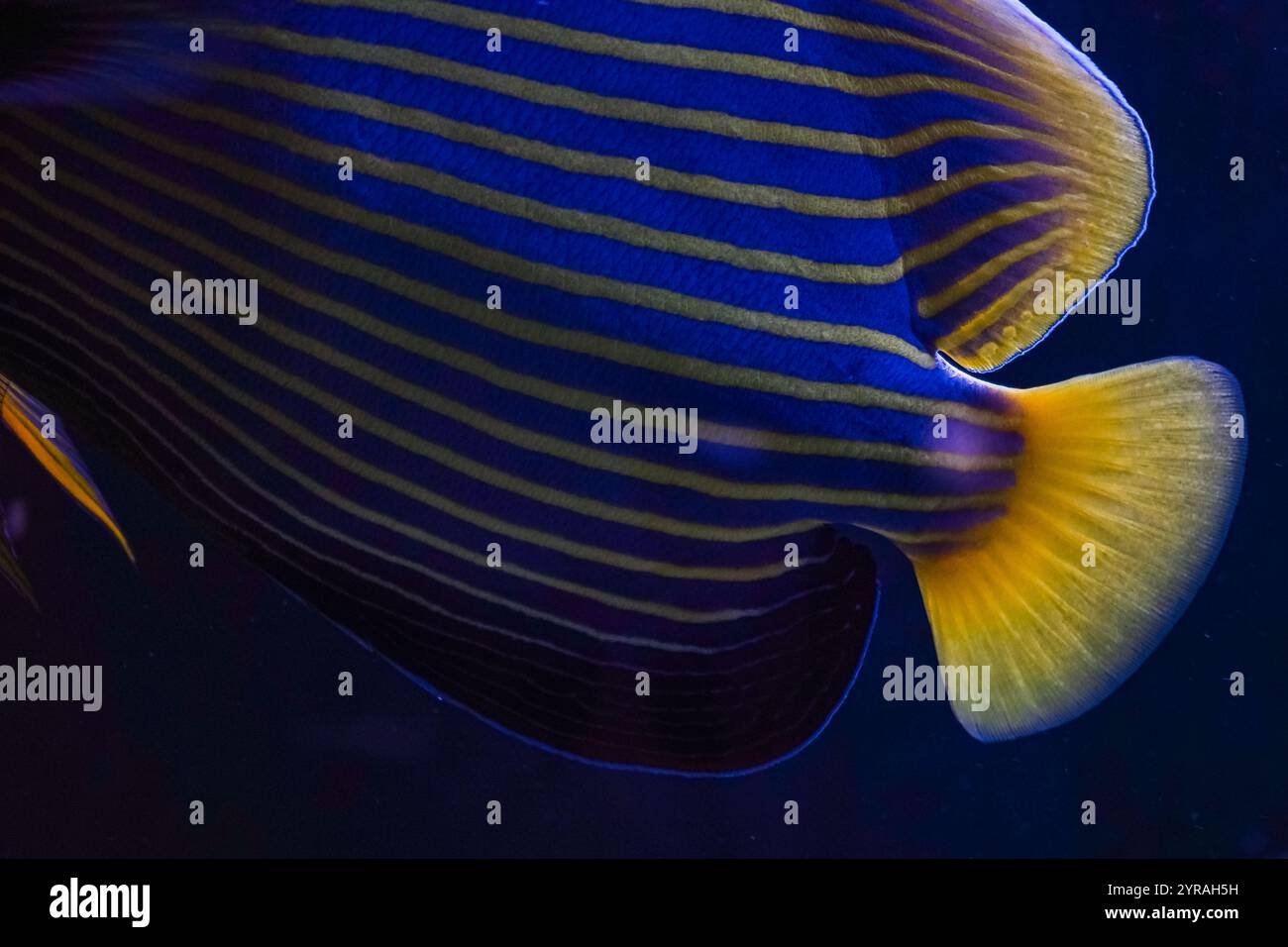 The bright yellow and blue striped fish floats in clean water ...