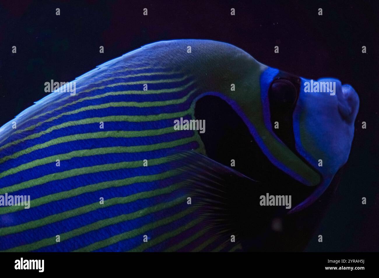 The bright yellow and blue striped fish floats in clean water ...