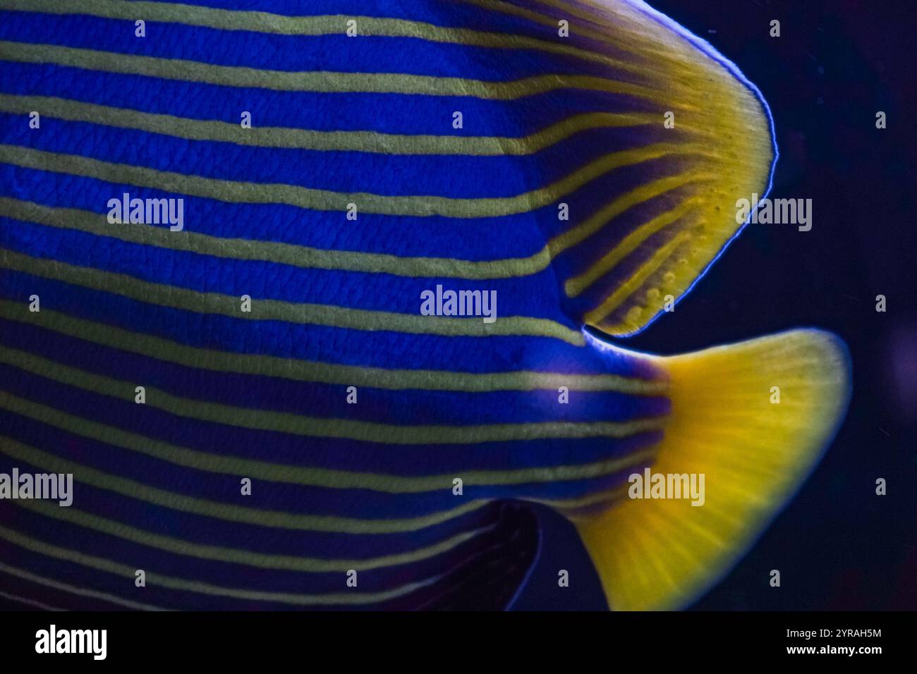 The bright yellow and blue striped fish floats in clean water ...