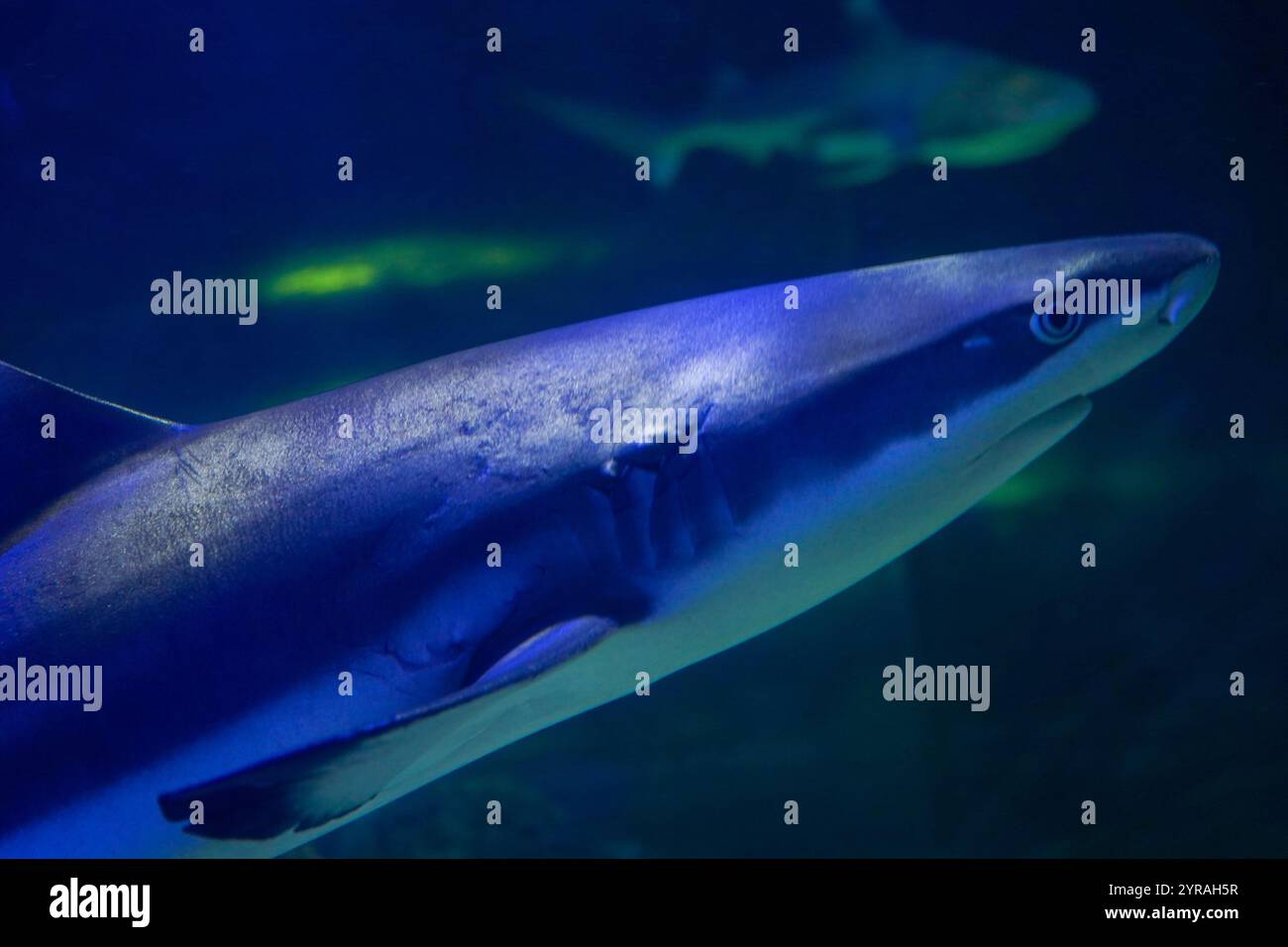 A blacktip reef shark swims gracefully in a calm underwater environment, a true reflection of ...