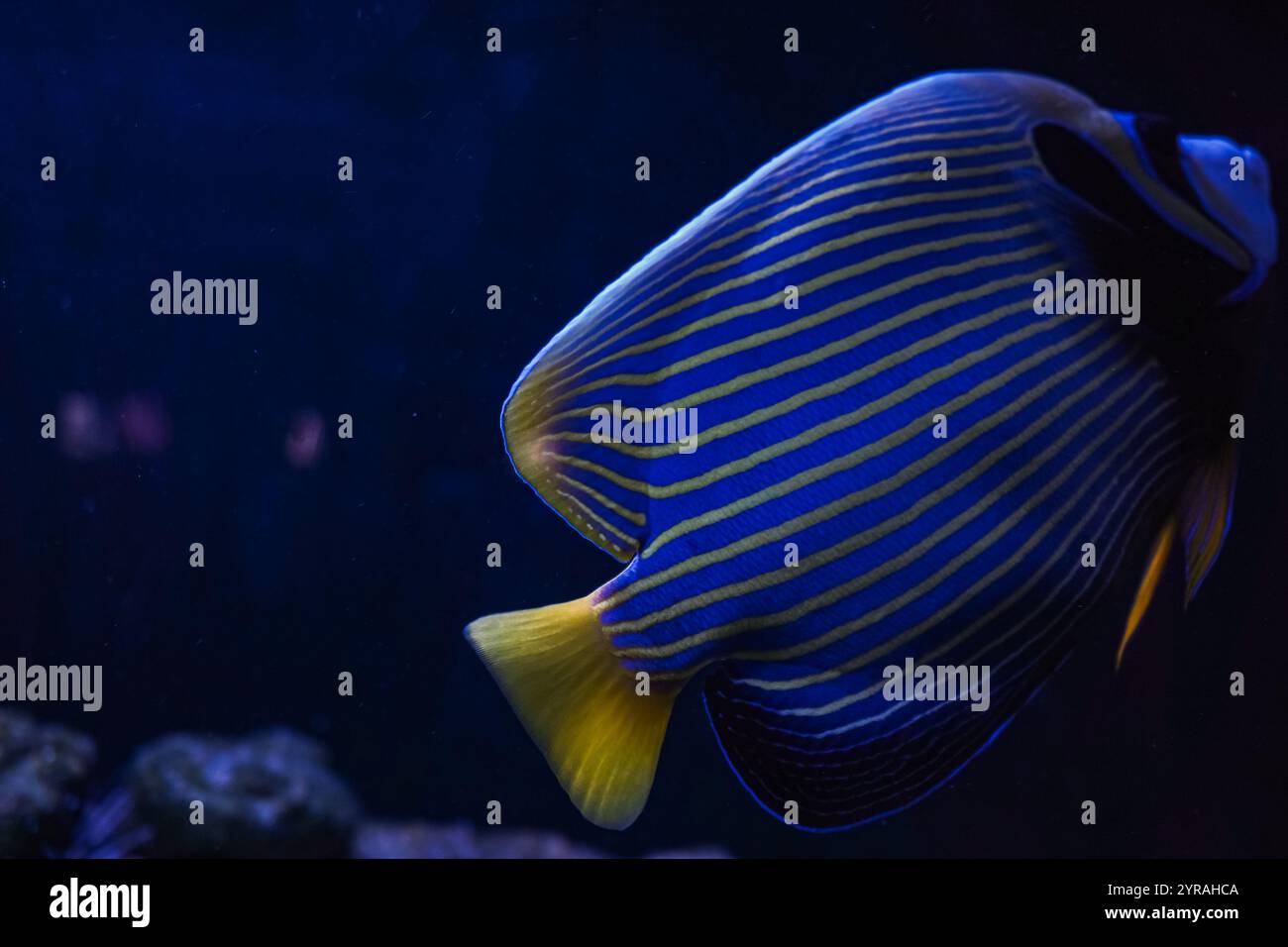 The bright yellow and blue striped fish floats in clean water ...