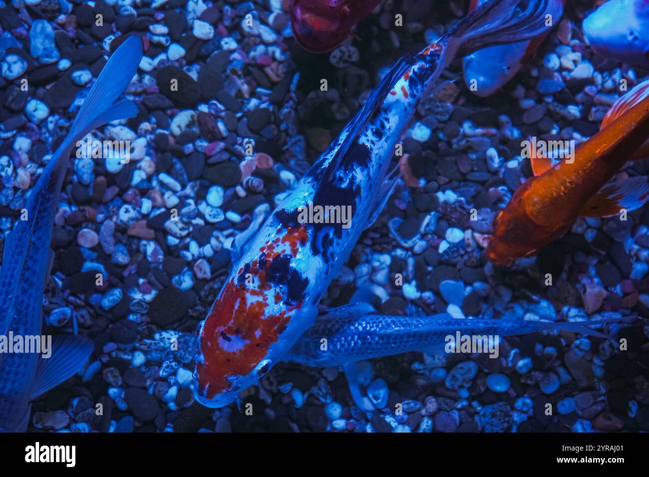 A group of colorful koi fish gracefully move through a calm underwater ...