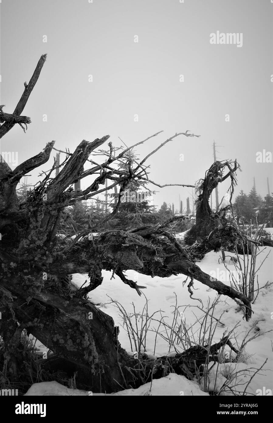 Distinctive root structures hi-res stock photography and images - Alamy