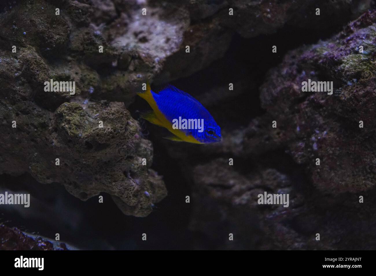 Colorful fish glide over pebbles in a calm underwater setting. A ...