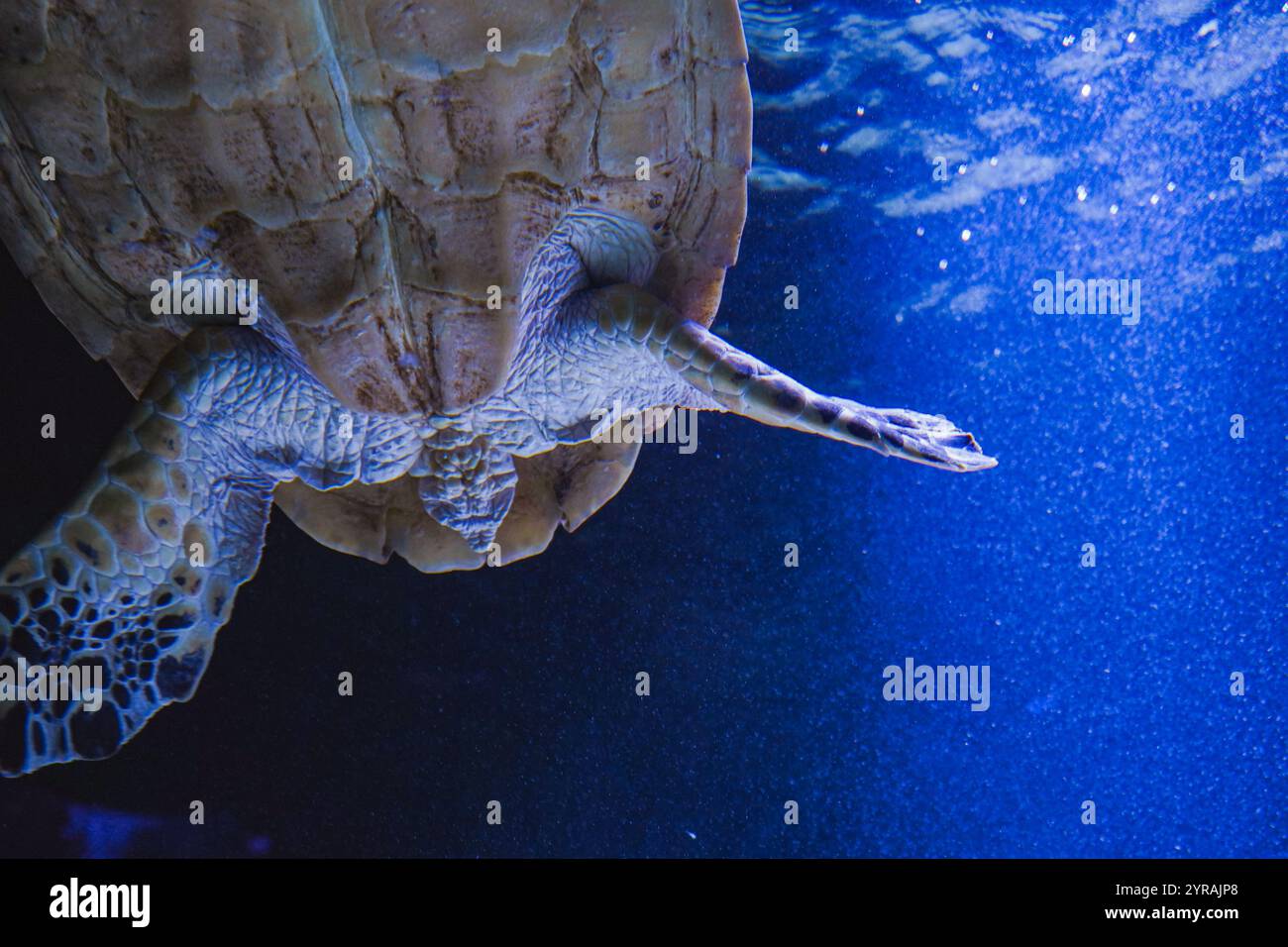 Sea turtle swimming gracefully underwater hi-res stock photography and ...