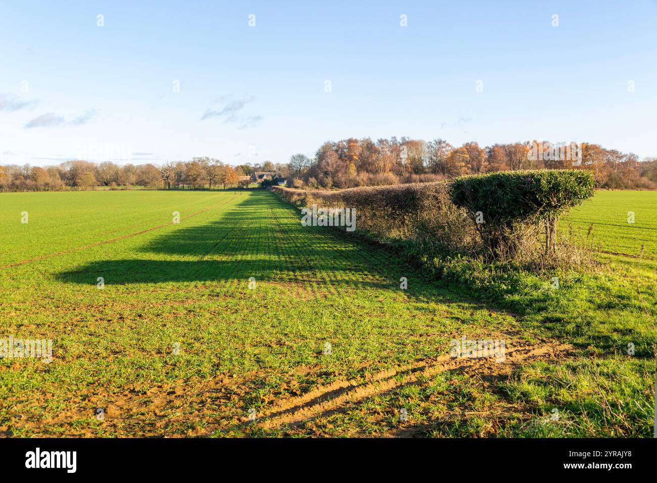 Long shadow cast in field by a hedgerow due to low angle winter sun ...