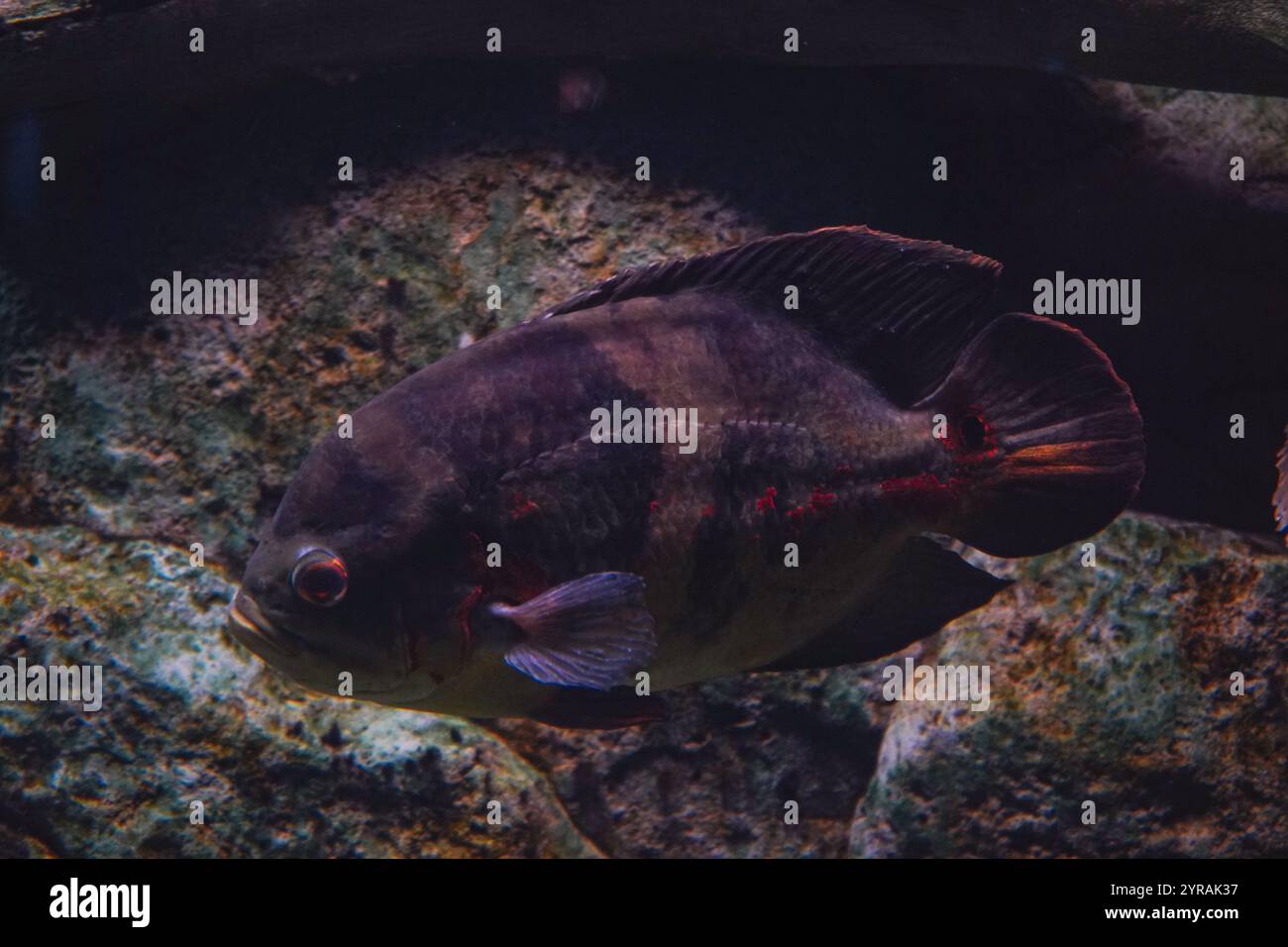 The fascinating look of Pirania fish floating in clear oceanic water ...