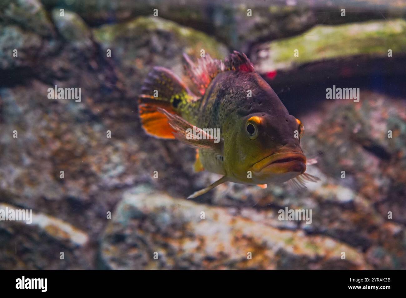 A mesmerizing sight of a gray fish swimming in the clear ocean water ...