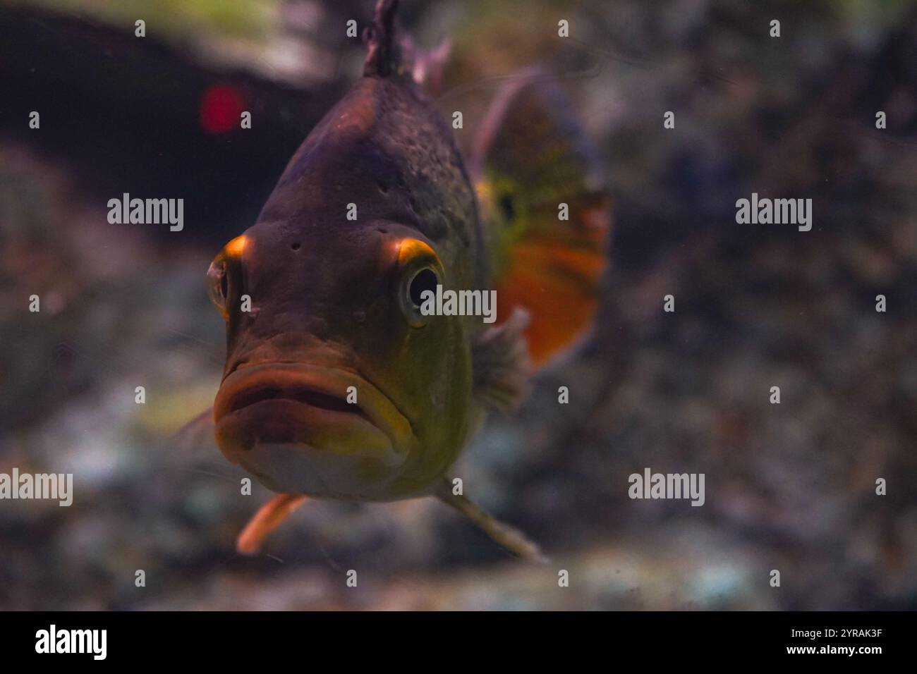 A mesmerizing sight of a gray fish swimming in the clear ocean water ...