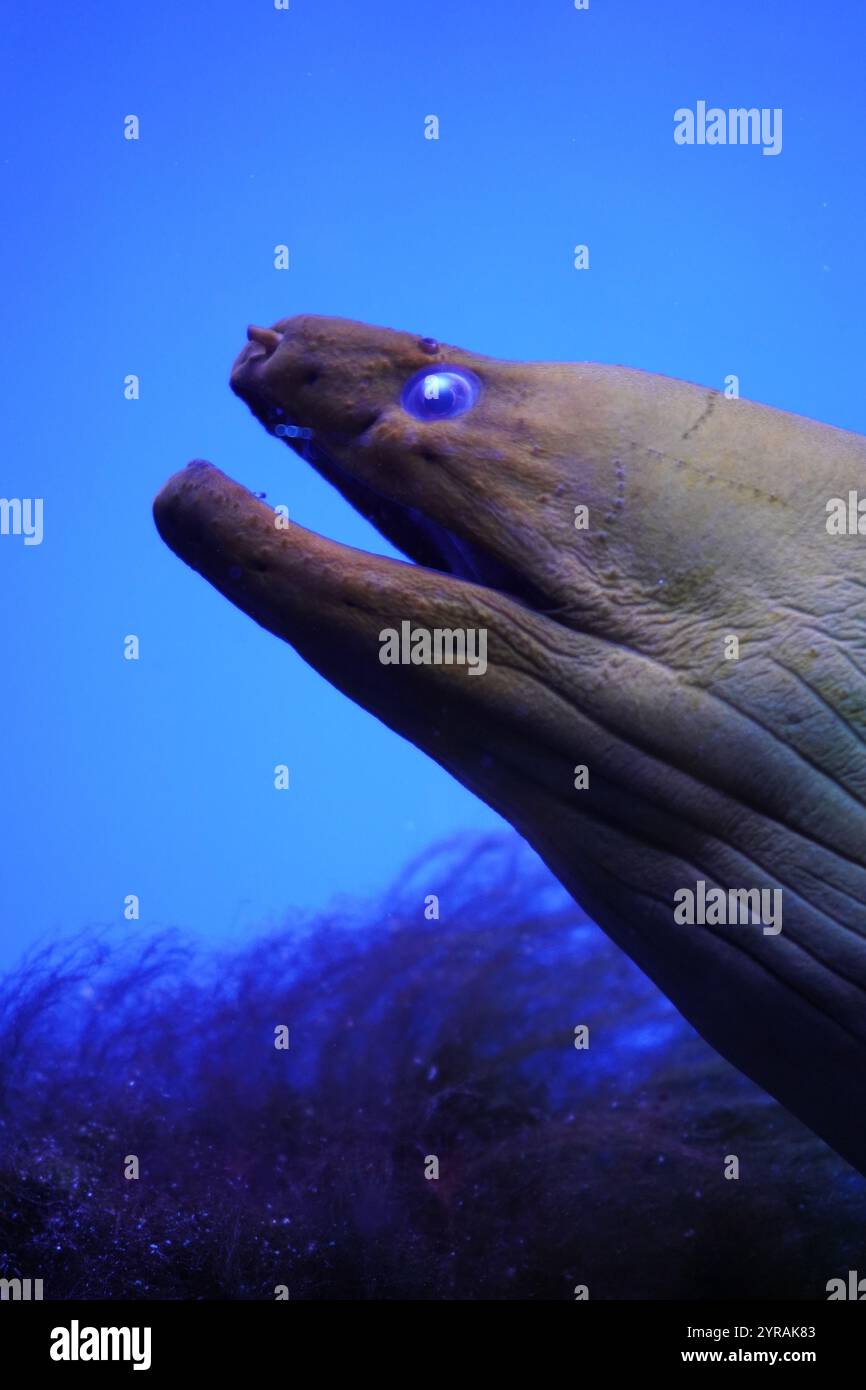 Big head of ocean fish, in blue water moving elegantly in underwater ...