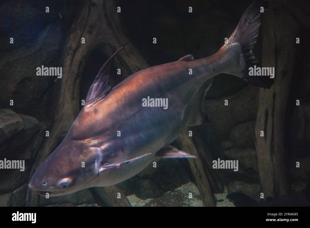 A mesmerizing sight of a gray fish swimming in the clear ocean water ...