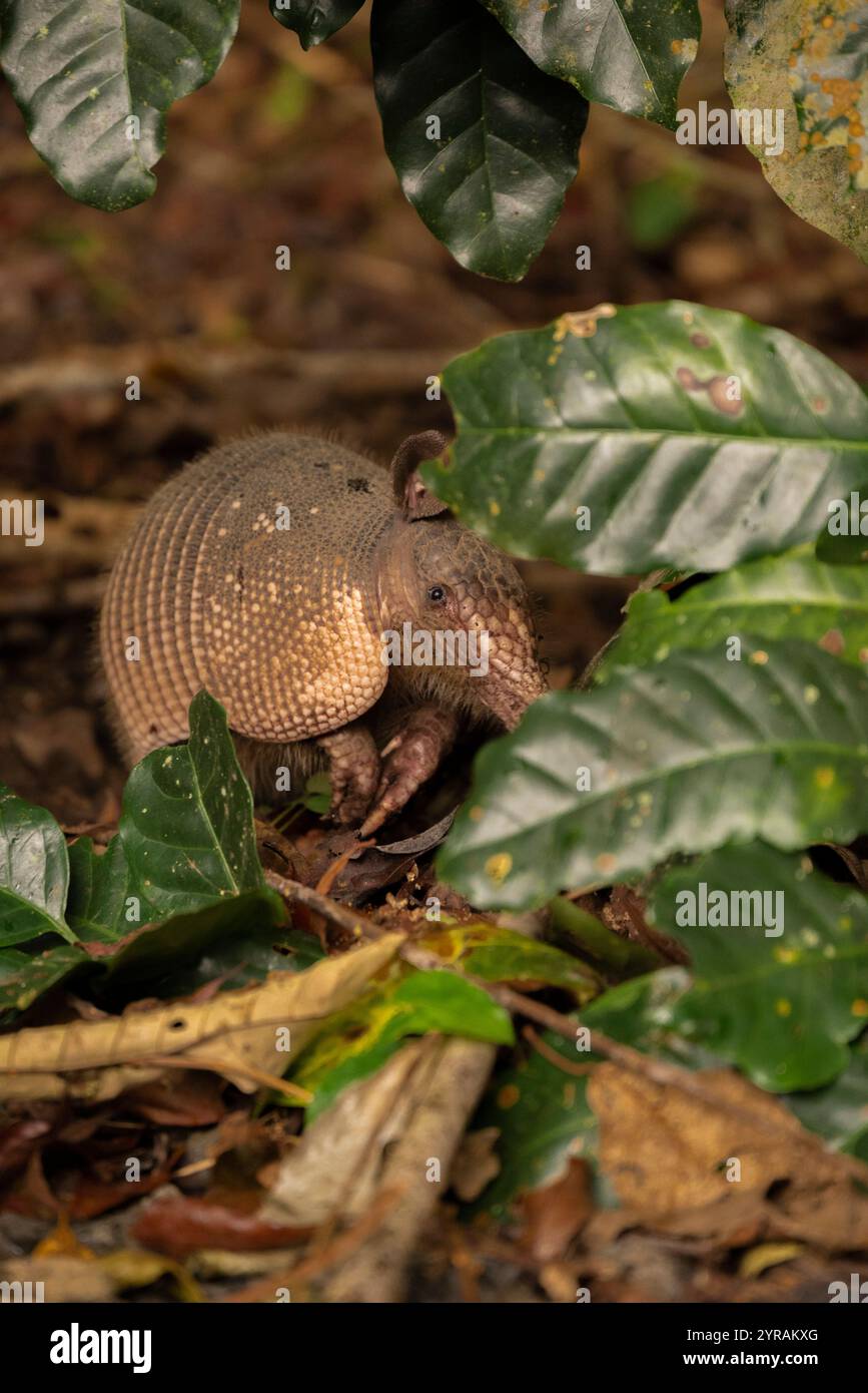 Grass of Peru in the rainy season Stock Photo - Alamy