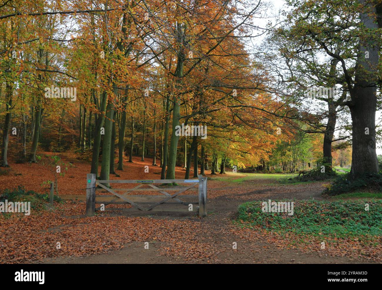 A five barred gate and footpath by trees in autumn colours at the Great ...