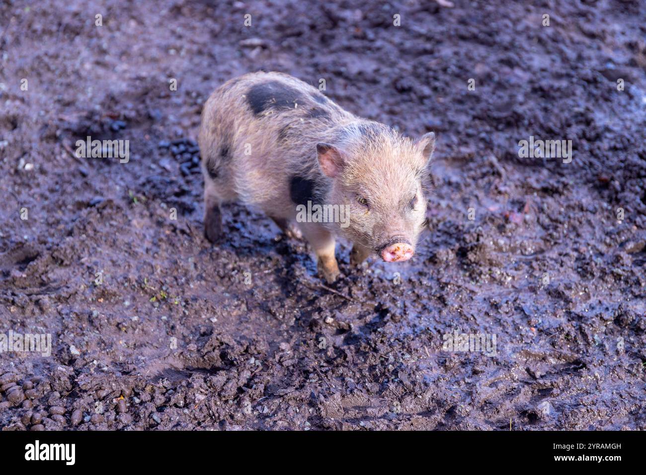 small pink potbelly piglet in mud Stock Photo - Alamy