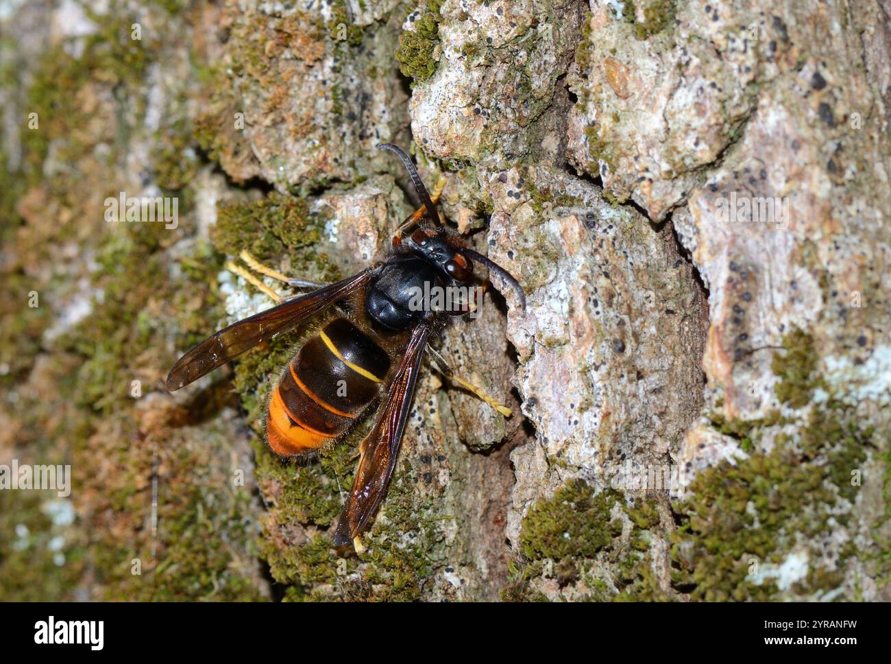 Asian wasp vespa velutina hi-res stock photography and images - Alamy