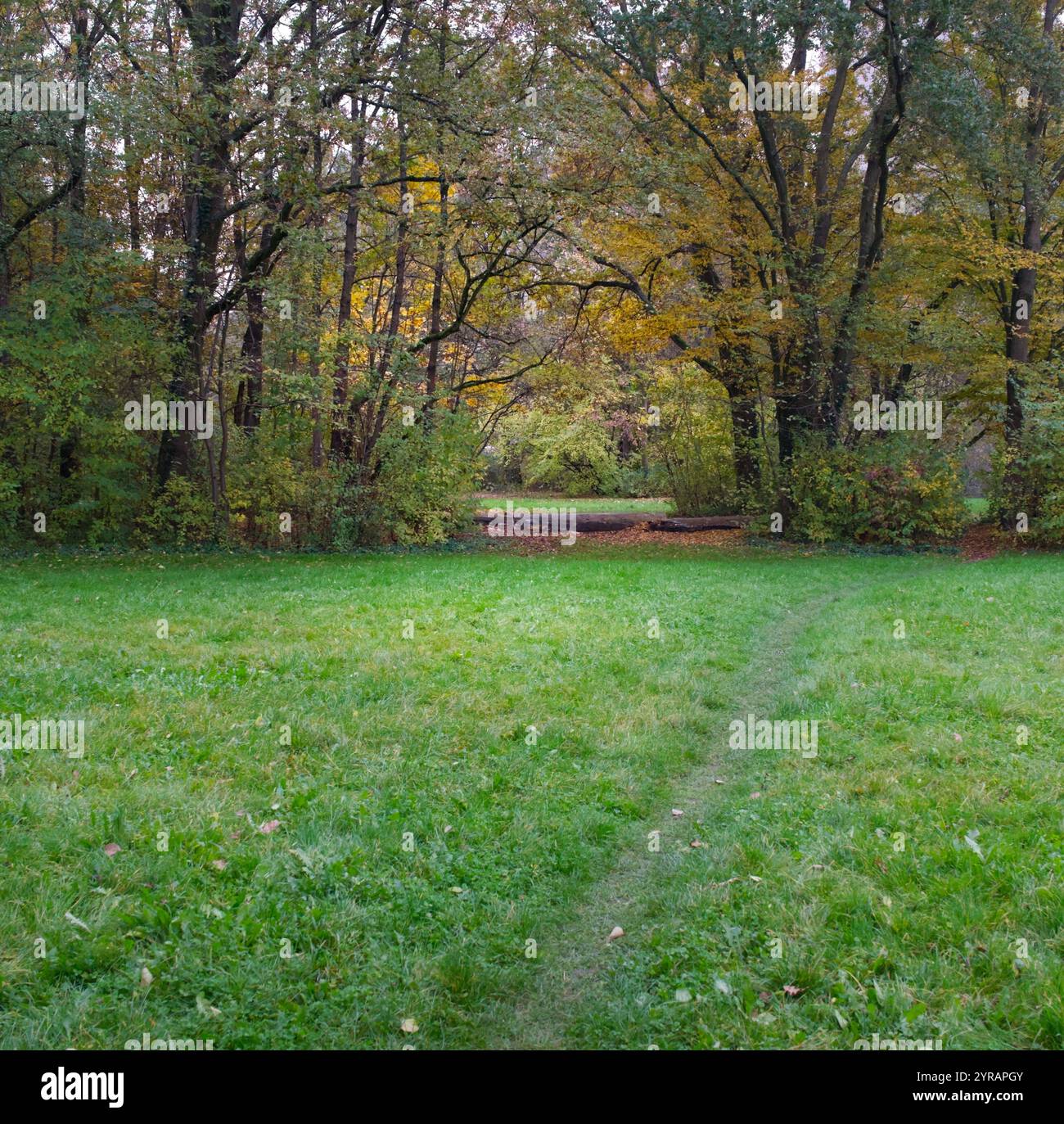 small trail in a green meadow leading to a small autumnal forest with ...