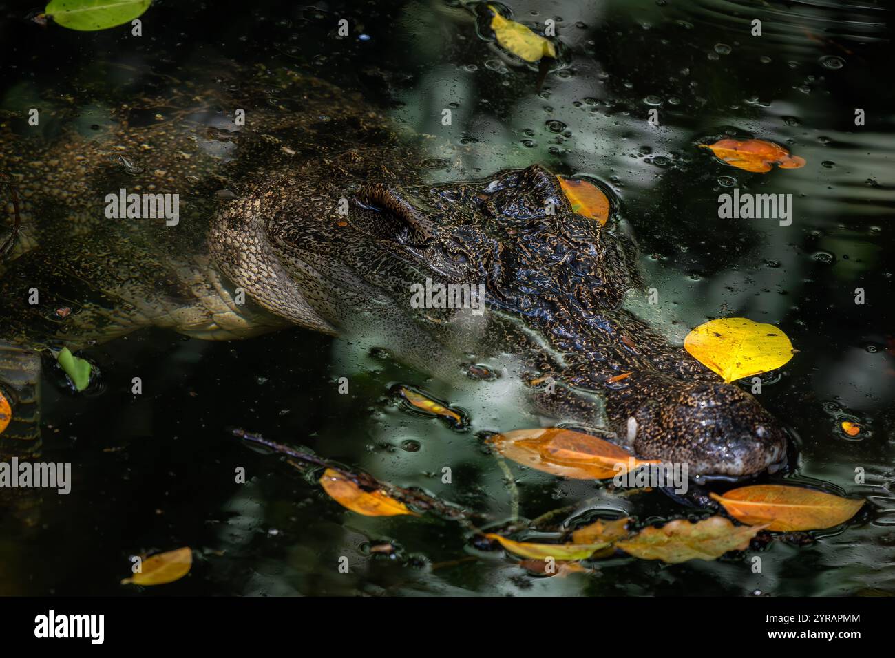 Siamese Crocodile - Crocodylus siamensis, a medium-sized freshwater ...