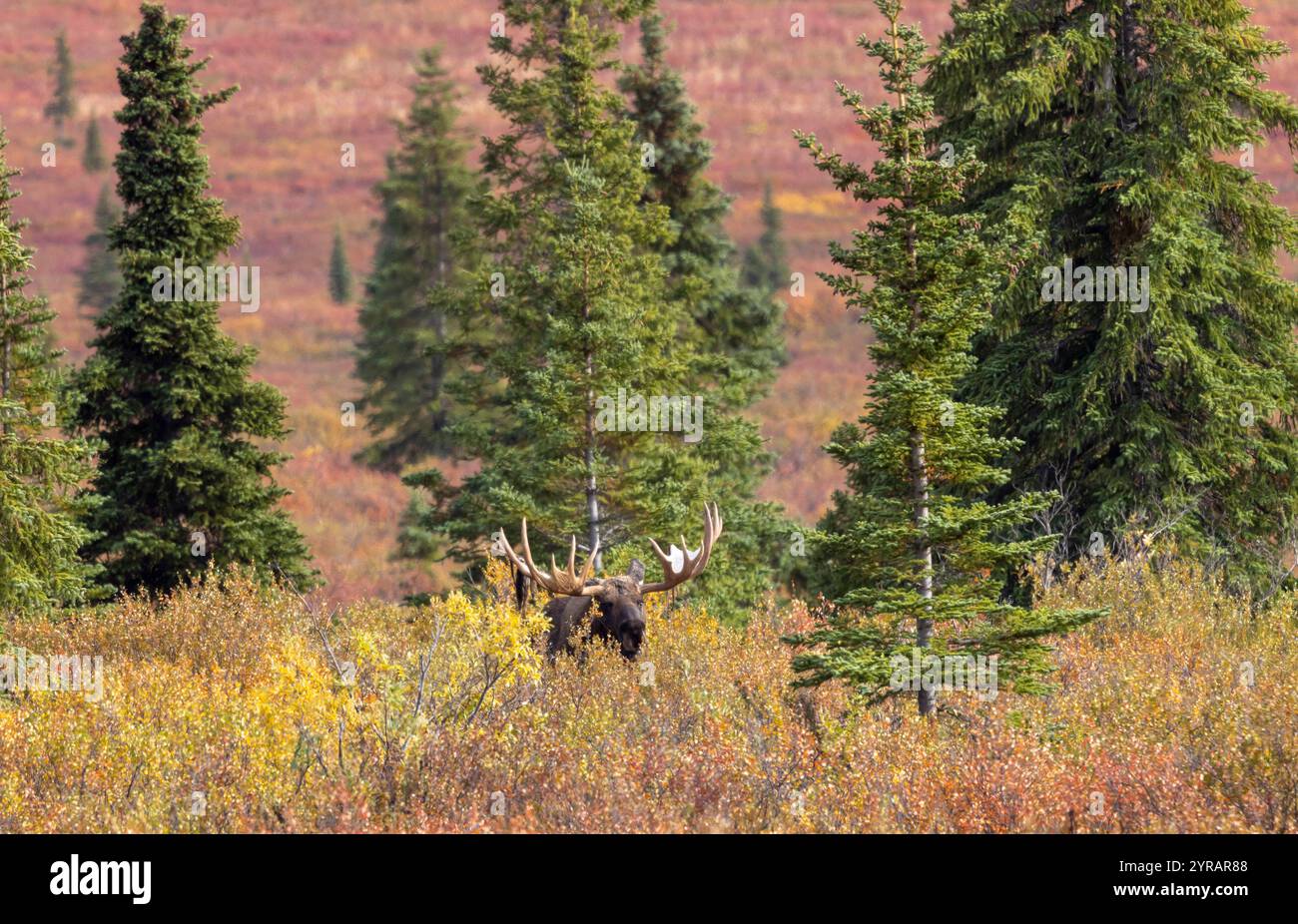 Alaska Yukon Bull Moose in Denali National Park Alaska in Autumn Stock ...