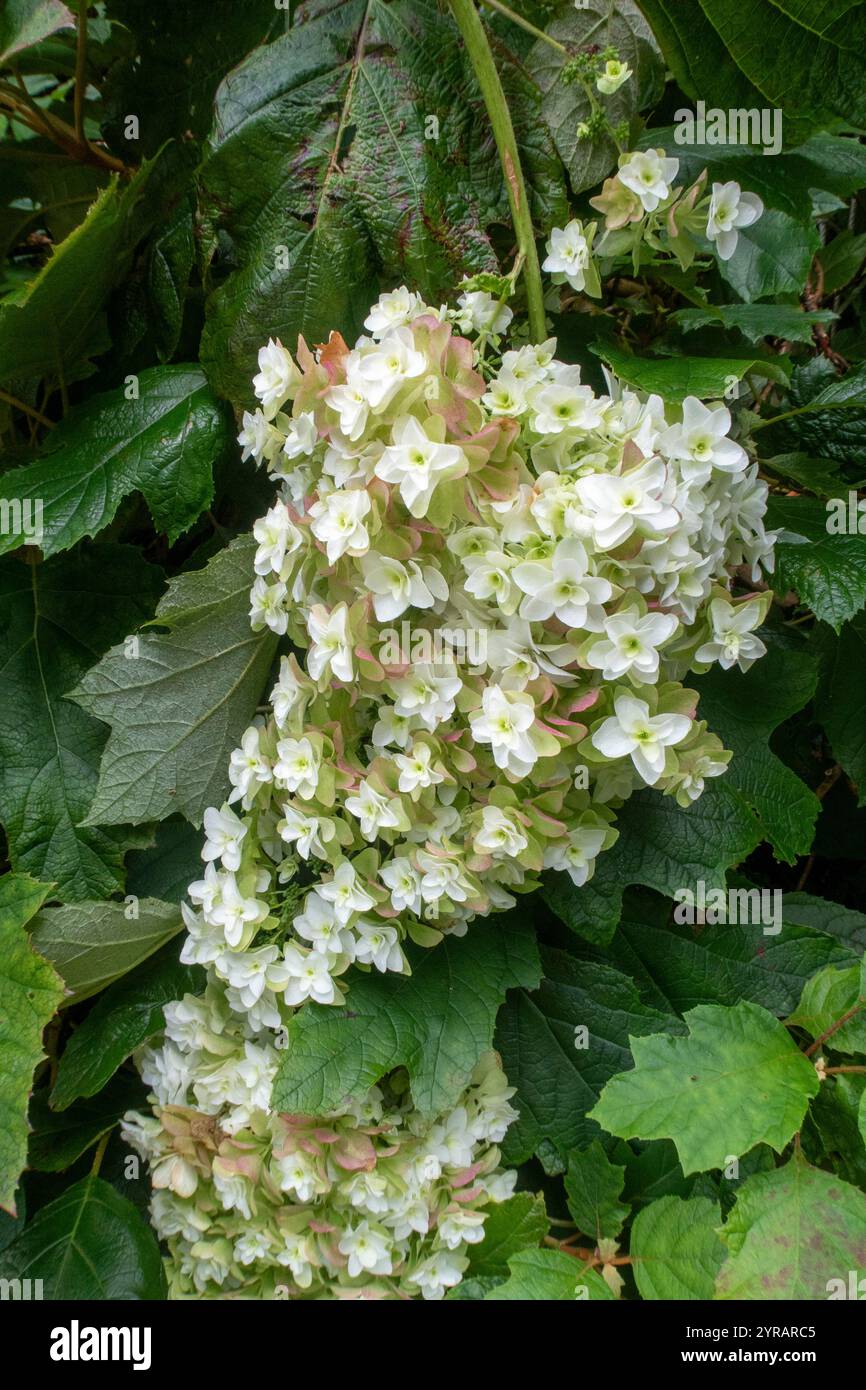 Hydrangea quercifolia in flower, the oakleaf or oak leaved hydrangea ...