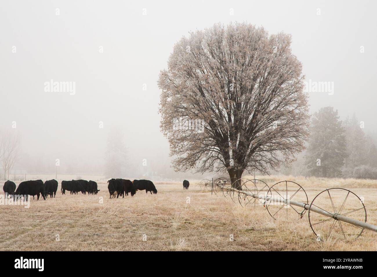 Cattle grazing in a frosty field next to wheel lines and a black oak ...